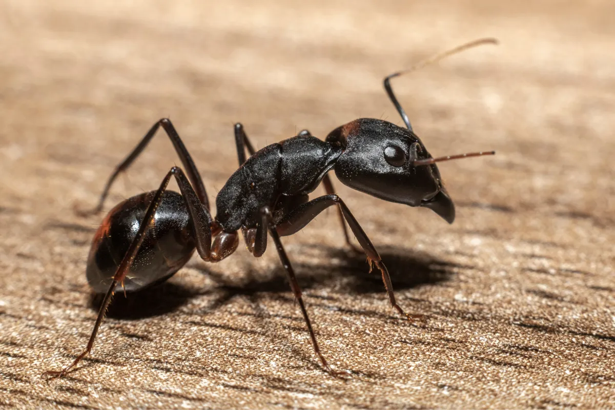 Fourmi Géante : Espèce, Taille, Danger, Présente En France